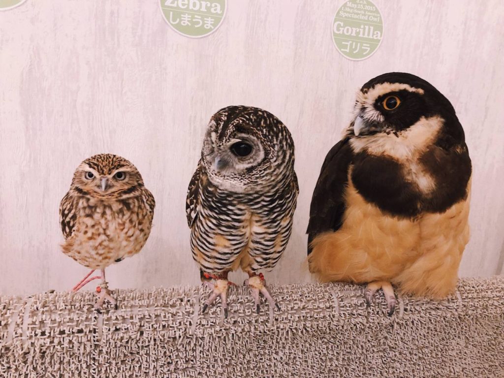 The Most Unique & Best Owl Cafe In Tokyo, Japan (VIDEO)
