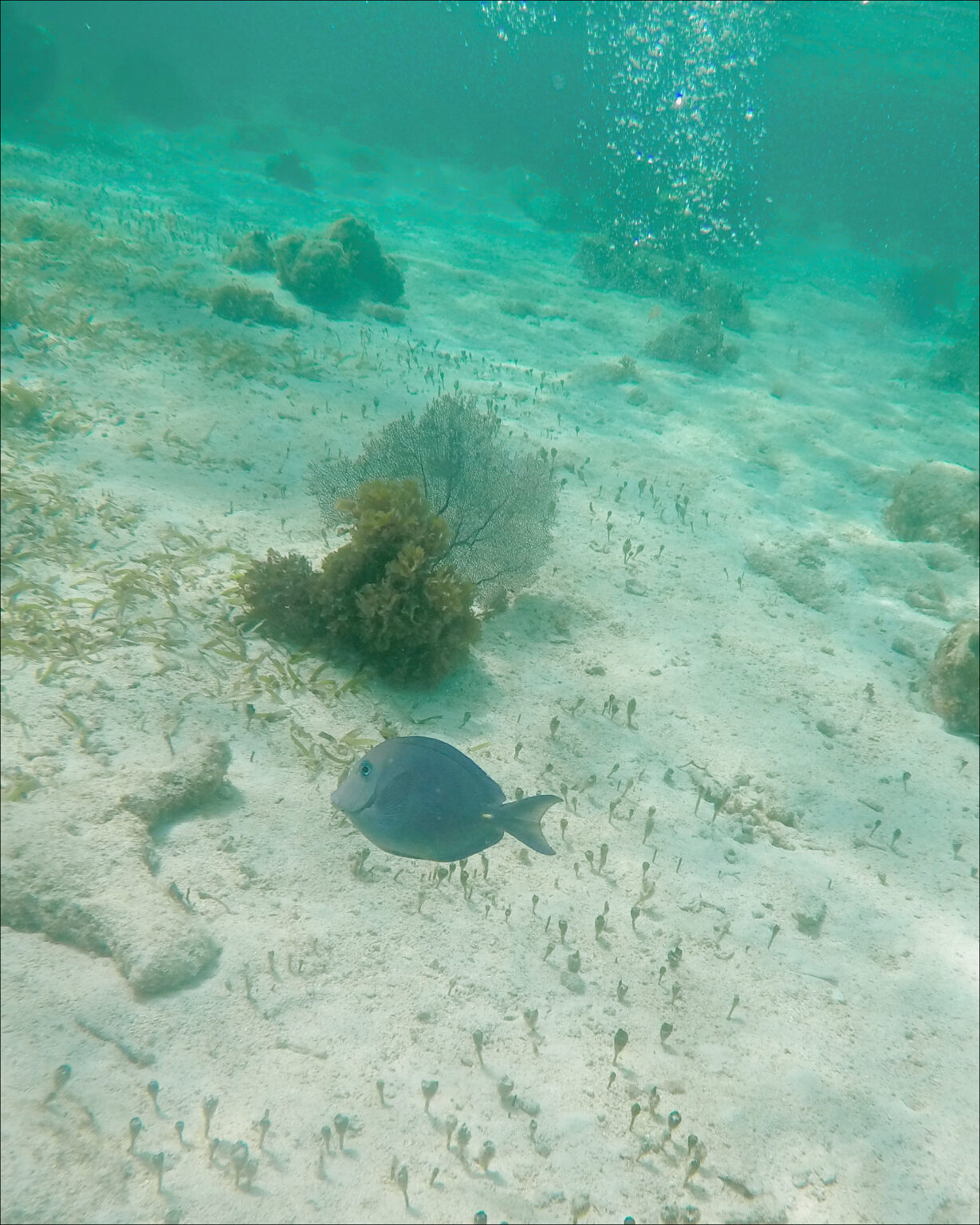 The Best Ambergris Caye, Belize Itinerary